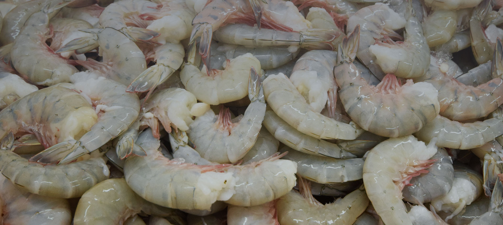 Natluk – Seafood Supplier Ecuador